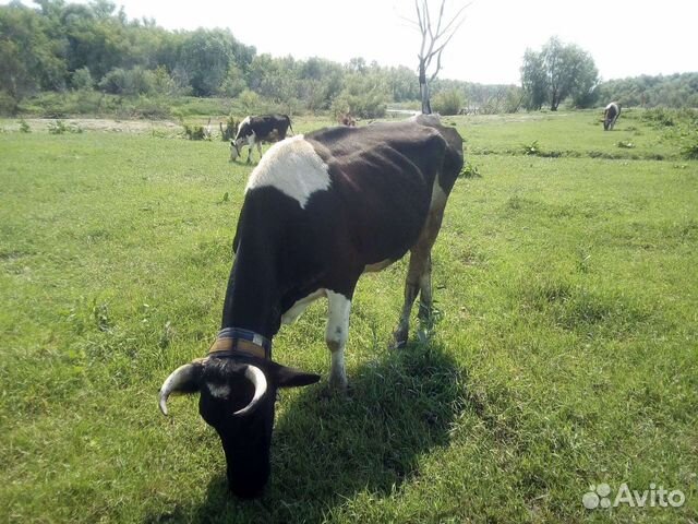 Корова дойная