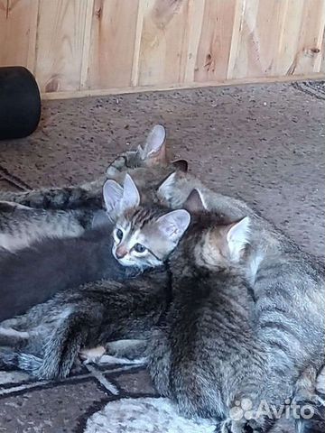 Отдаем 4 кошки и 1 котика в добрые руки