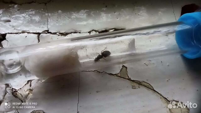 Продаётся матка мурвья Lasius niger с расплодом