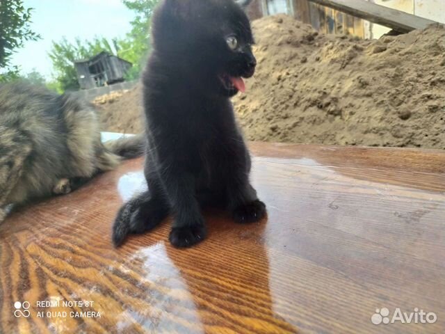 Котенок черный с полосами пепельного цвета