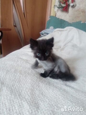 Котенок мальчик, Лев 3 мес