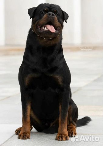 Щенок ротвейлера мальчик от чемпионской пары