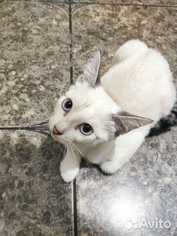 Котёнок белый (девочка) 3месяца