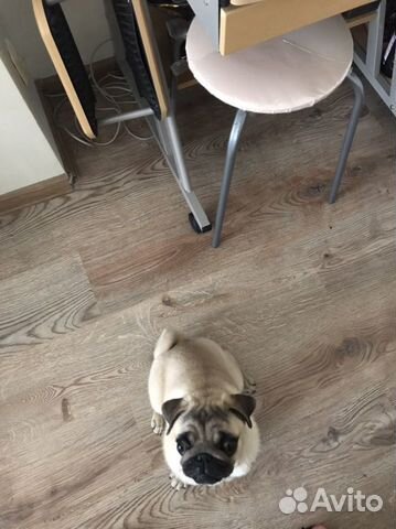 Щенки мопса