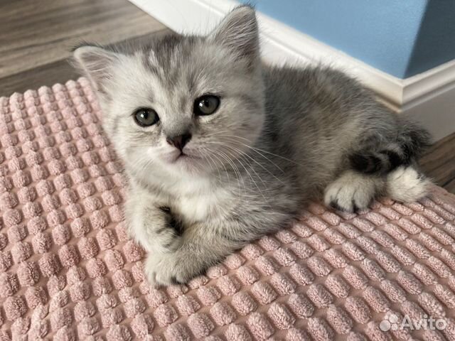 Британская кошечка 1,5 месяца