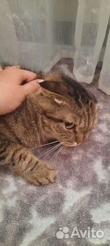 Вислоухая шотландская