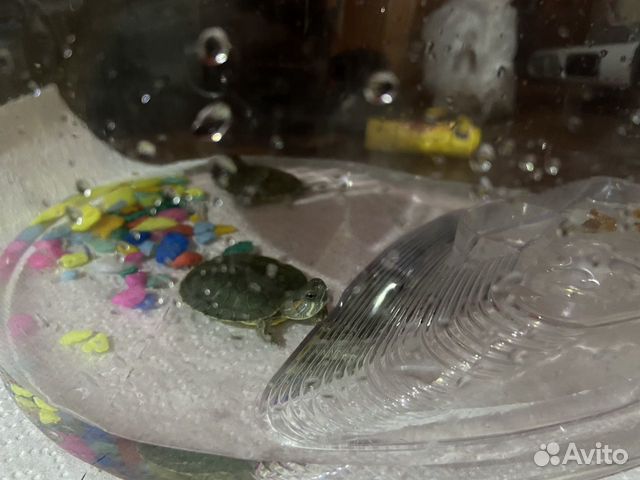 Отдам в добрые руки красноухих черепашек