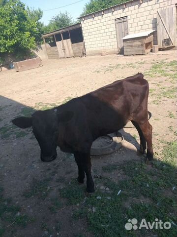 Теленок бычок