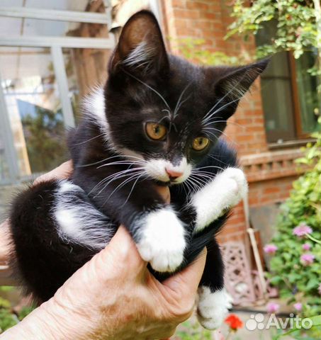 Котёнок по имени Гав с карими глазками