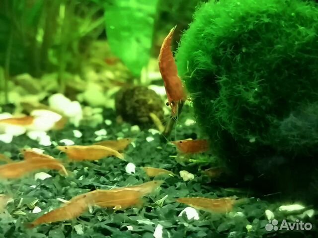 Аквариумные креветки