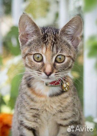 Котята, котёнок девочка Люся 3 мес в дар