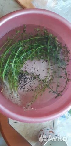 Бакопа монье