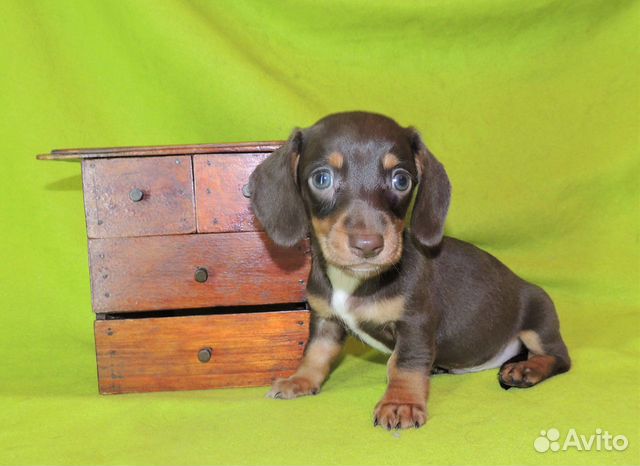 Такса мини мальчики и девочки