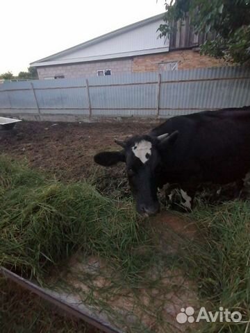 Тёлка и бычок