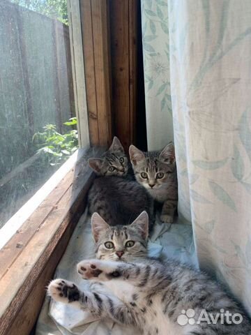 Котята в дар