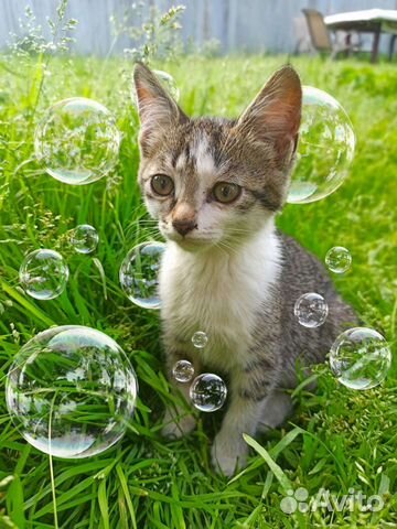 Котенок гномка Егорка ищет дом