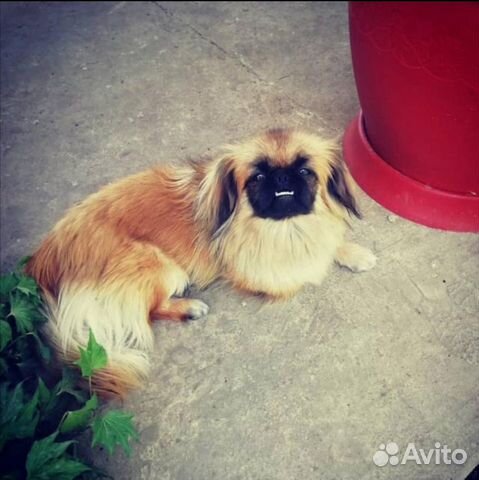 Щенки пекинеса