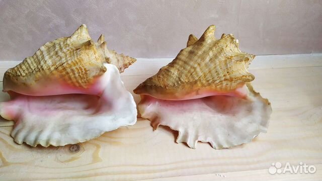 Ракушка океанская