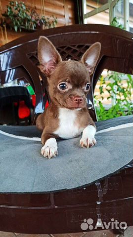 Щенки чихуахуа