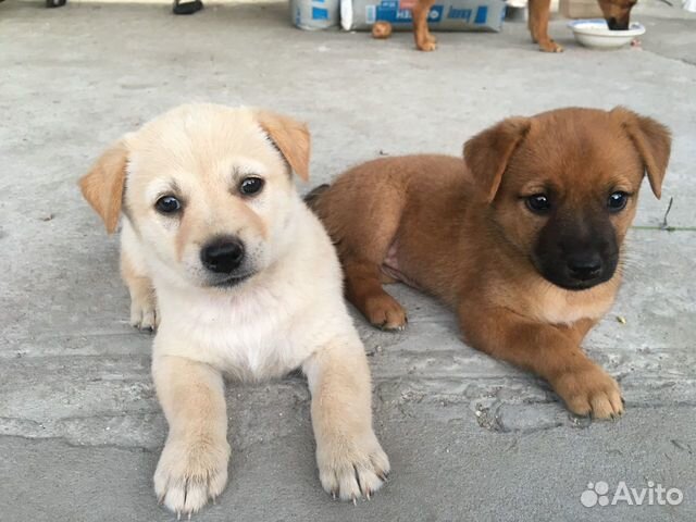 Чудесные Щенки бесплатно в добрые руки