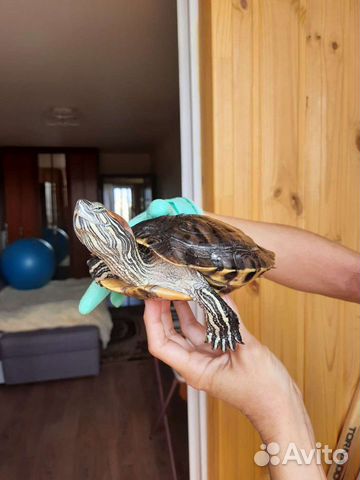 Красноухая черепаха бесплатно