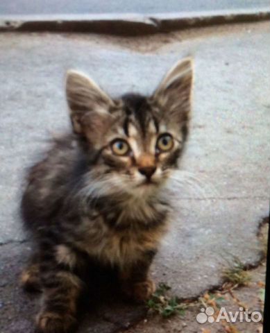 Сибирская кошка