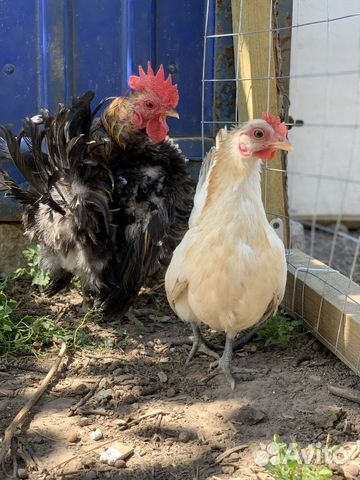 Серама инкубационное яйцо