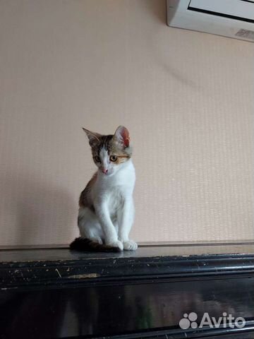Трехцветный котенок в дар привезу бесплатно