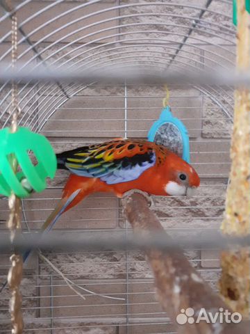 Попугай Розелла