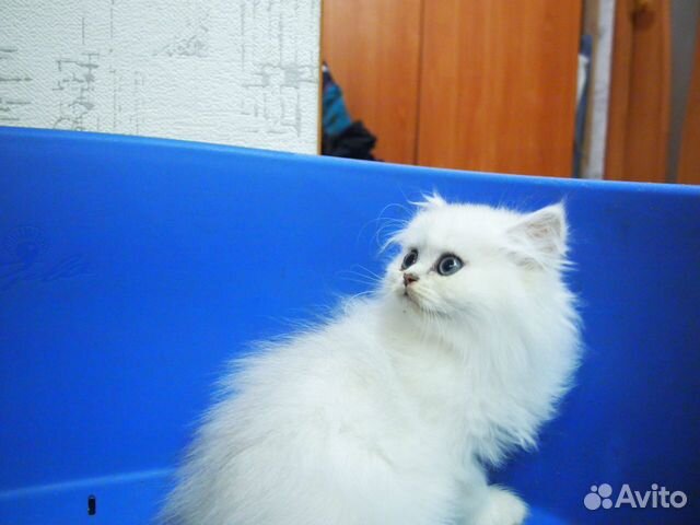 Красивый котик британская шиншилла, 3мес