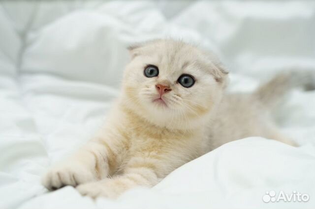 Продам полосатика