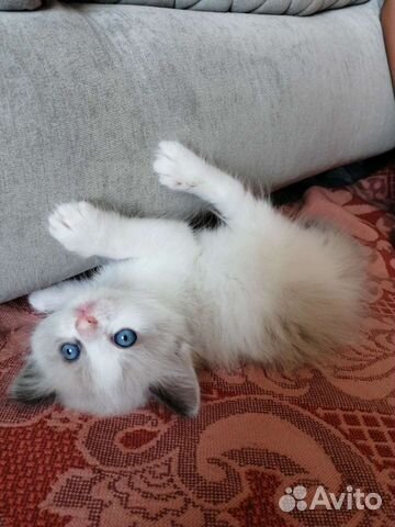 Котики мальчишки, рэгдолл