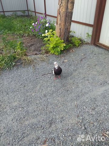 Найден голубь