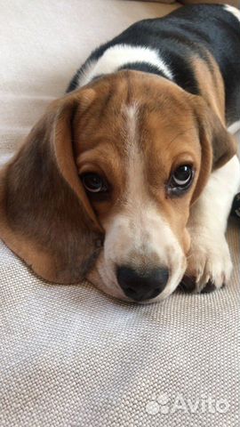 Щенок Бигль