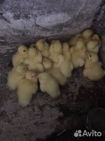 Мускусные утята индоутки