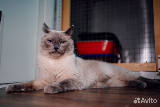 Истинный красавец Рудик в дар