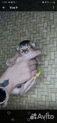 Абиссинские котята