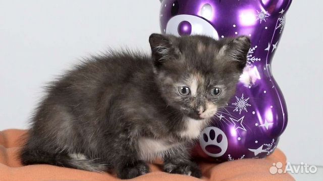 Домашний котенок - девочка в дар