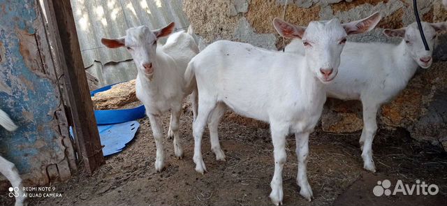 Козлята