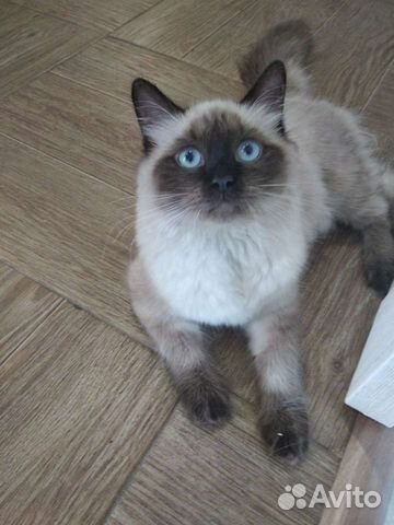 Котенок 5 месяцев Невская маскарадная