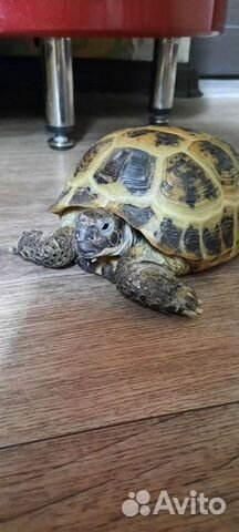 Черепаха сухопутная бесплатно