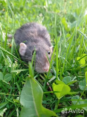 Крысы в дар