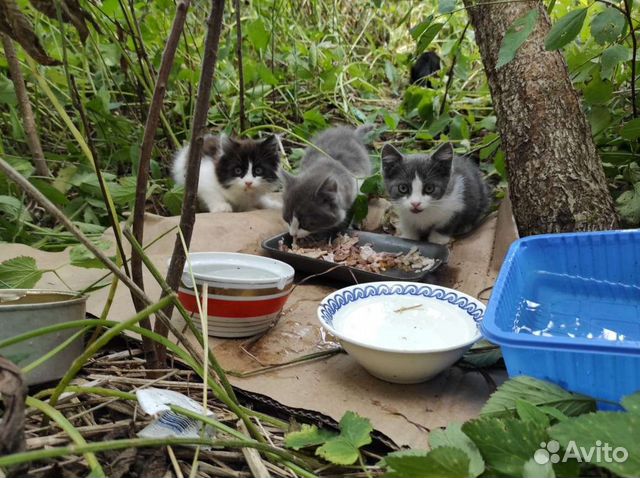 Котята в добрые руки