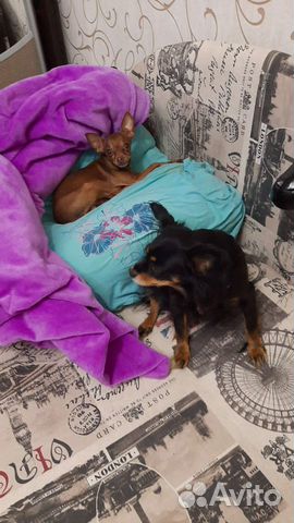 Той-терьеры ищут дом