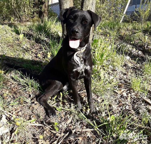 Ищет дом великолепная Багира