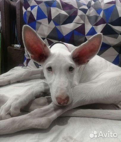 Ивисская борзая или поденко ибиценко