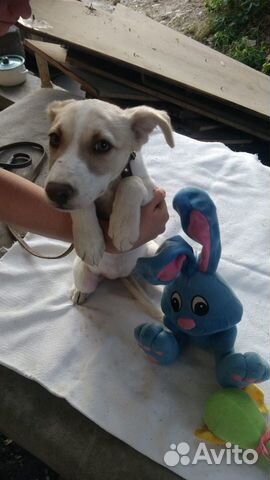 Ищет дом щенок не крупной Собачки Мона