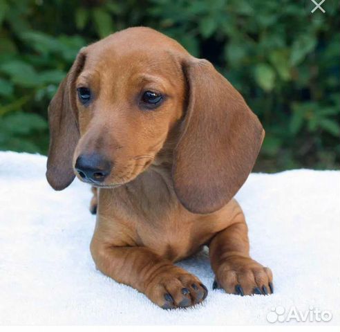 Такса (карликовая) 2 месяца