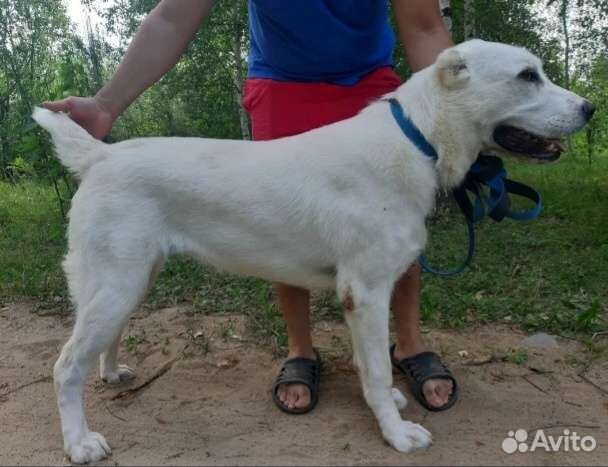 Среднеазиатская овчарка продажа щенков
