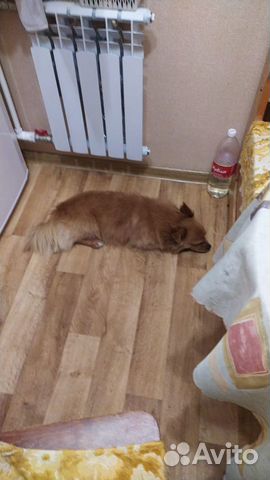 Отдам бесплатно кобелька в хорлшую семью. Возраст